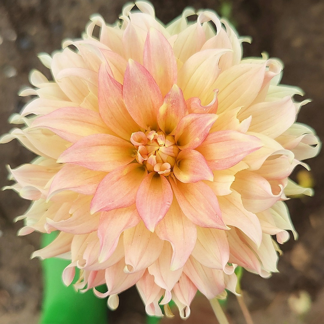 Cliffs Salmon – Three Dogs Flower Farm