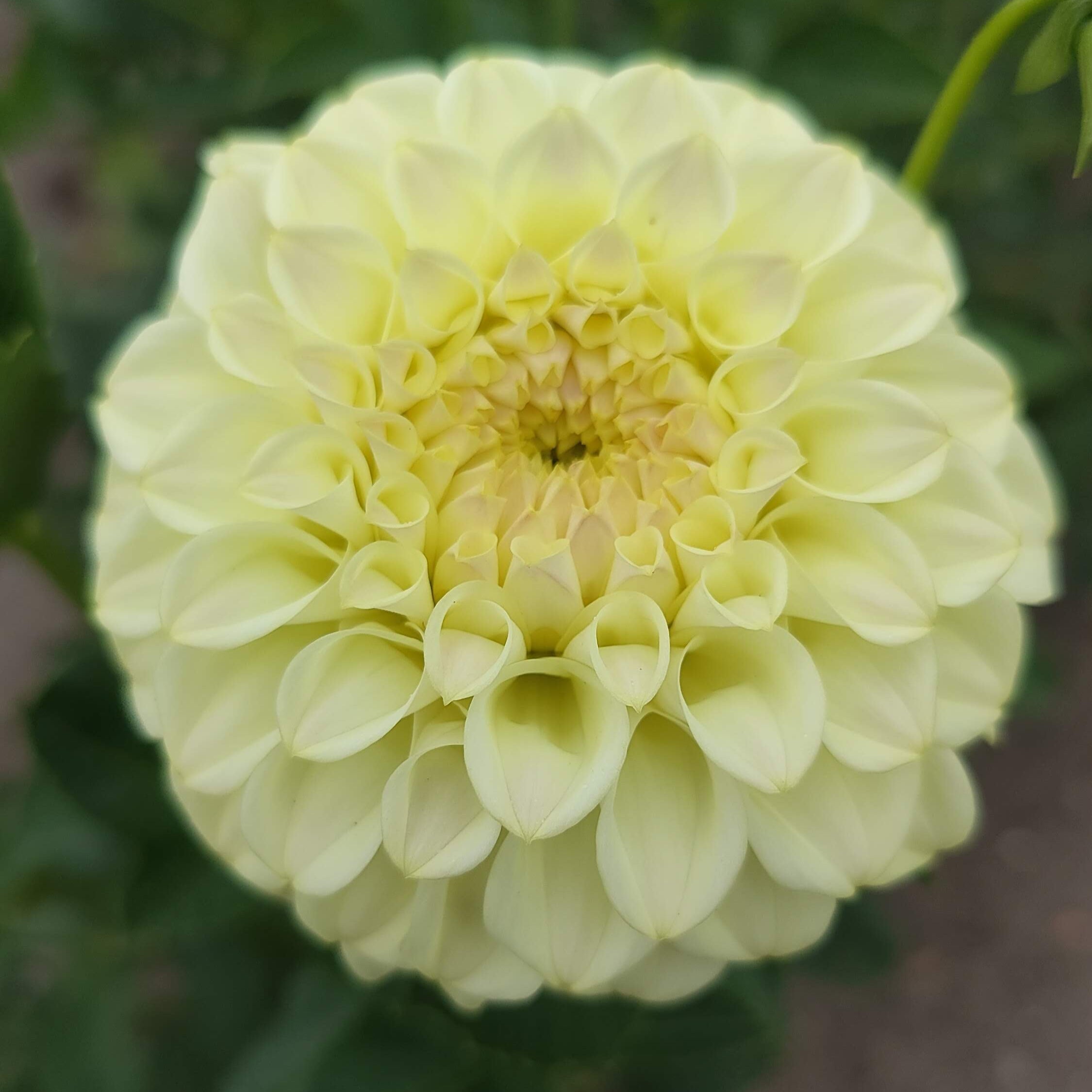 Coorabell Texas – Three Dogs Flower Farm