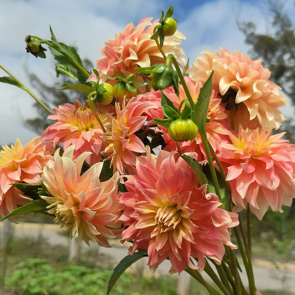 Cliffs Salmon – Three Dogs Flower Farm