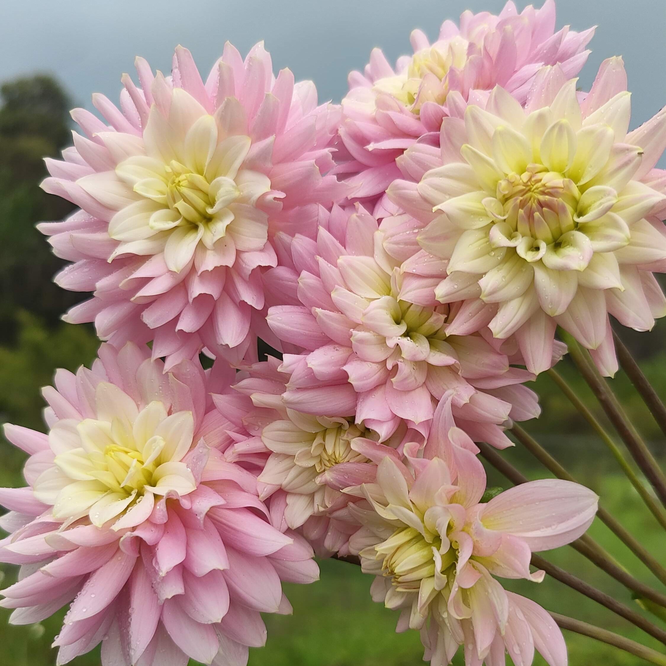 Seagull – Three Dogs Flower Farm