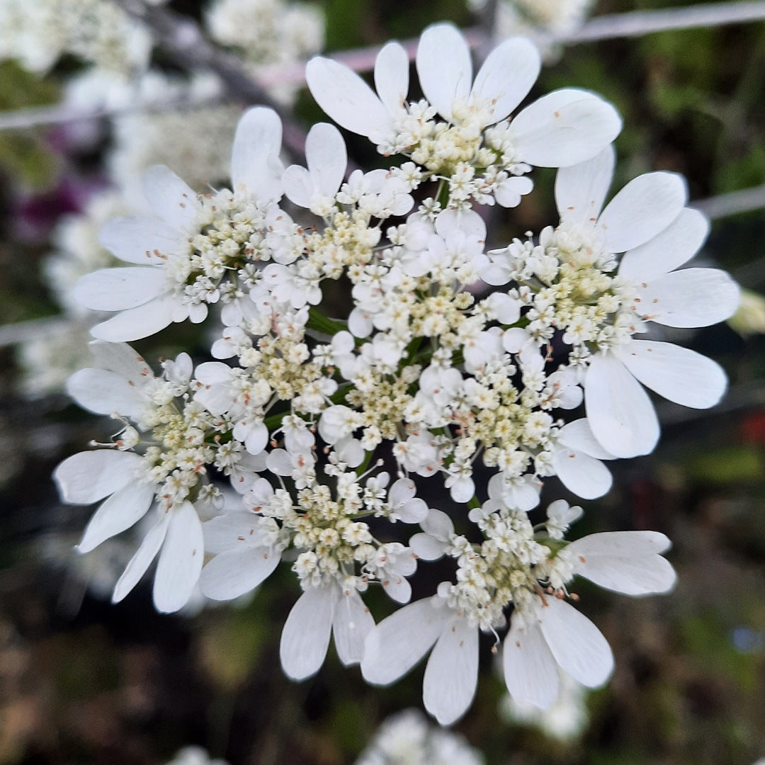 Orlaya 'White Lace' – Three Dogs Flower Farm